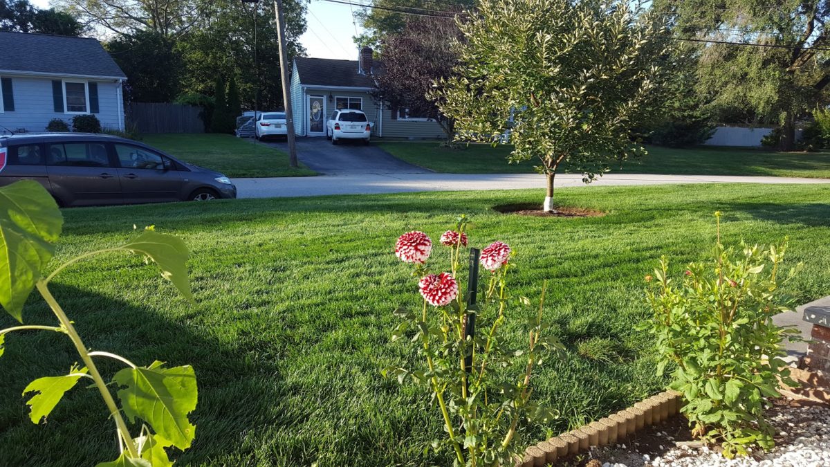 How to Use a ProPlugger on Your Lawn Video by Grass Daddy | ProPlugger