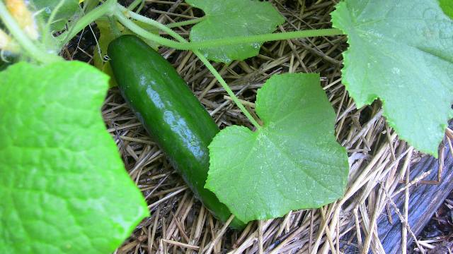 Enjoying the June Garden | ProPlugger
