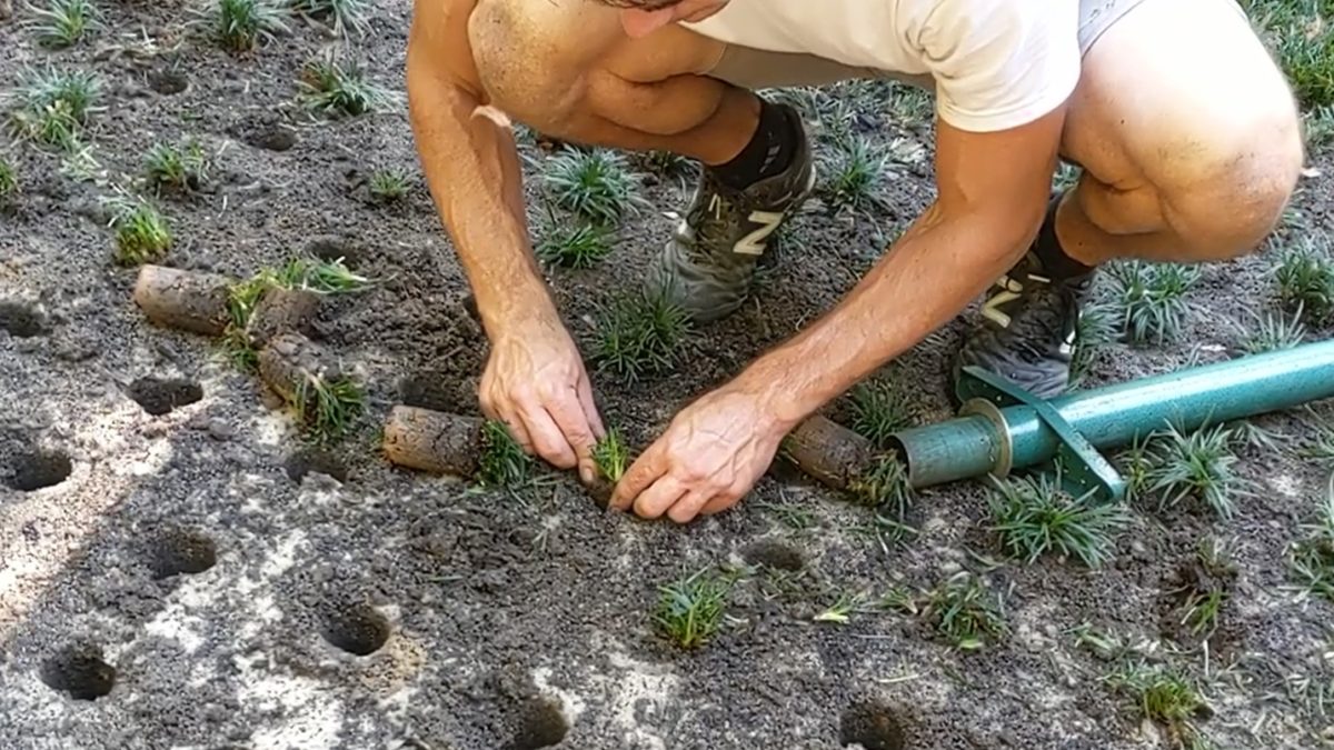 Planting Dwarf Mondo Grass (with Video) | ProPlugger