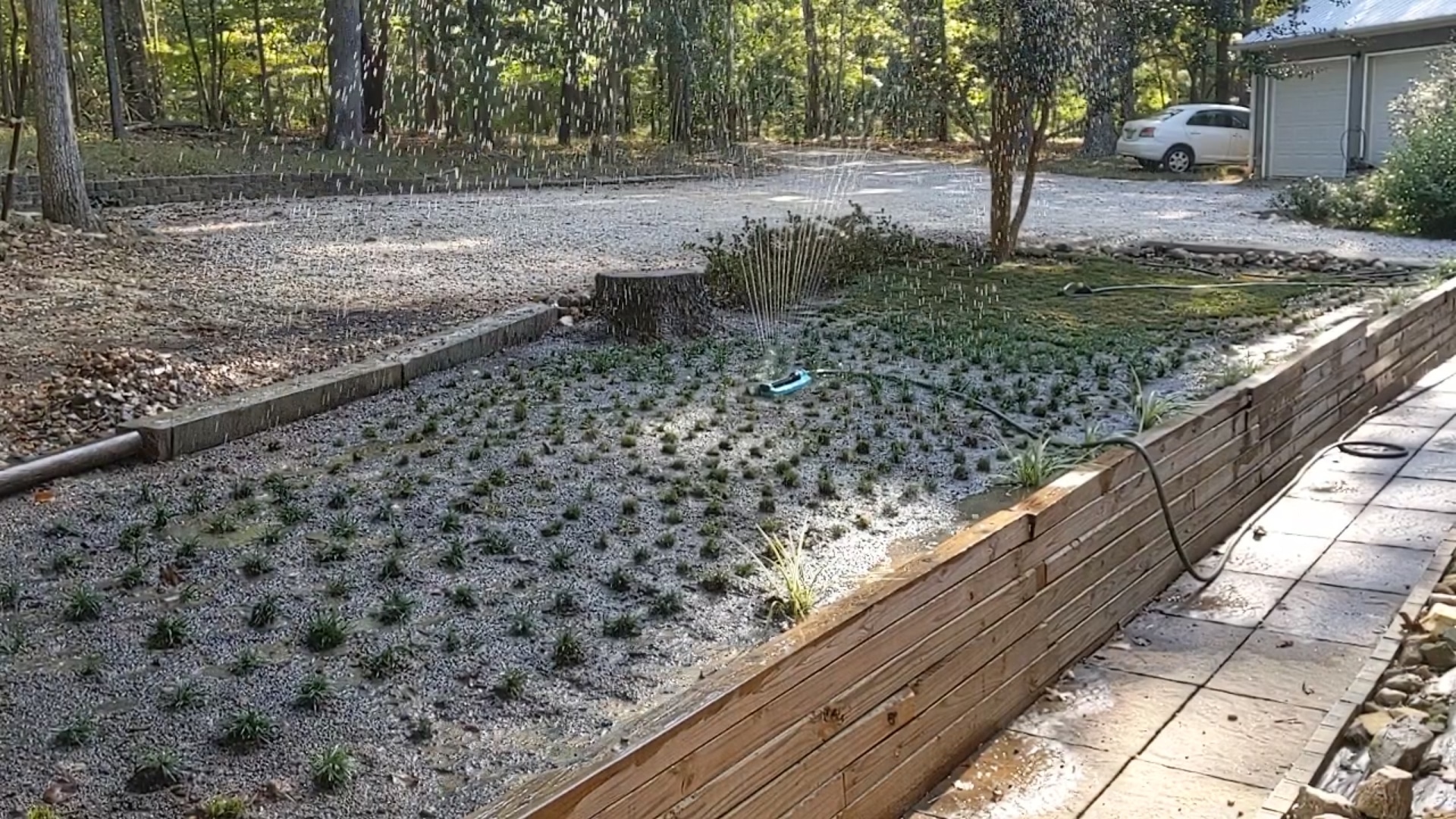 Planting Dwarf Mondo Grass (with Video) | ProPlugger