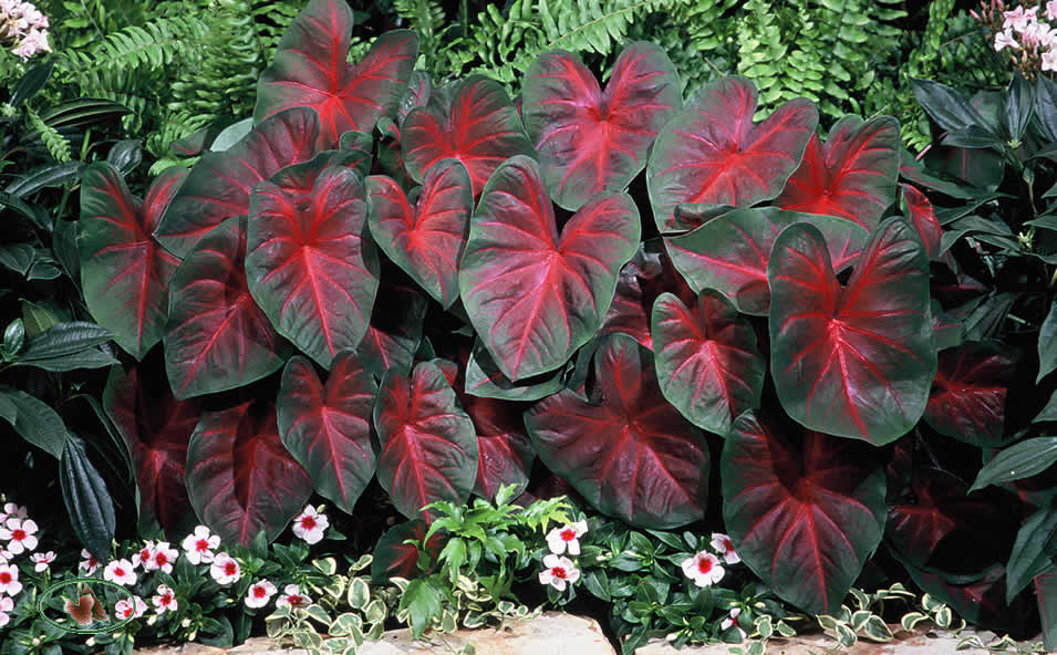 Planting Bulbs - Caladium (with video) | ProPlugger