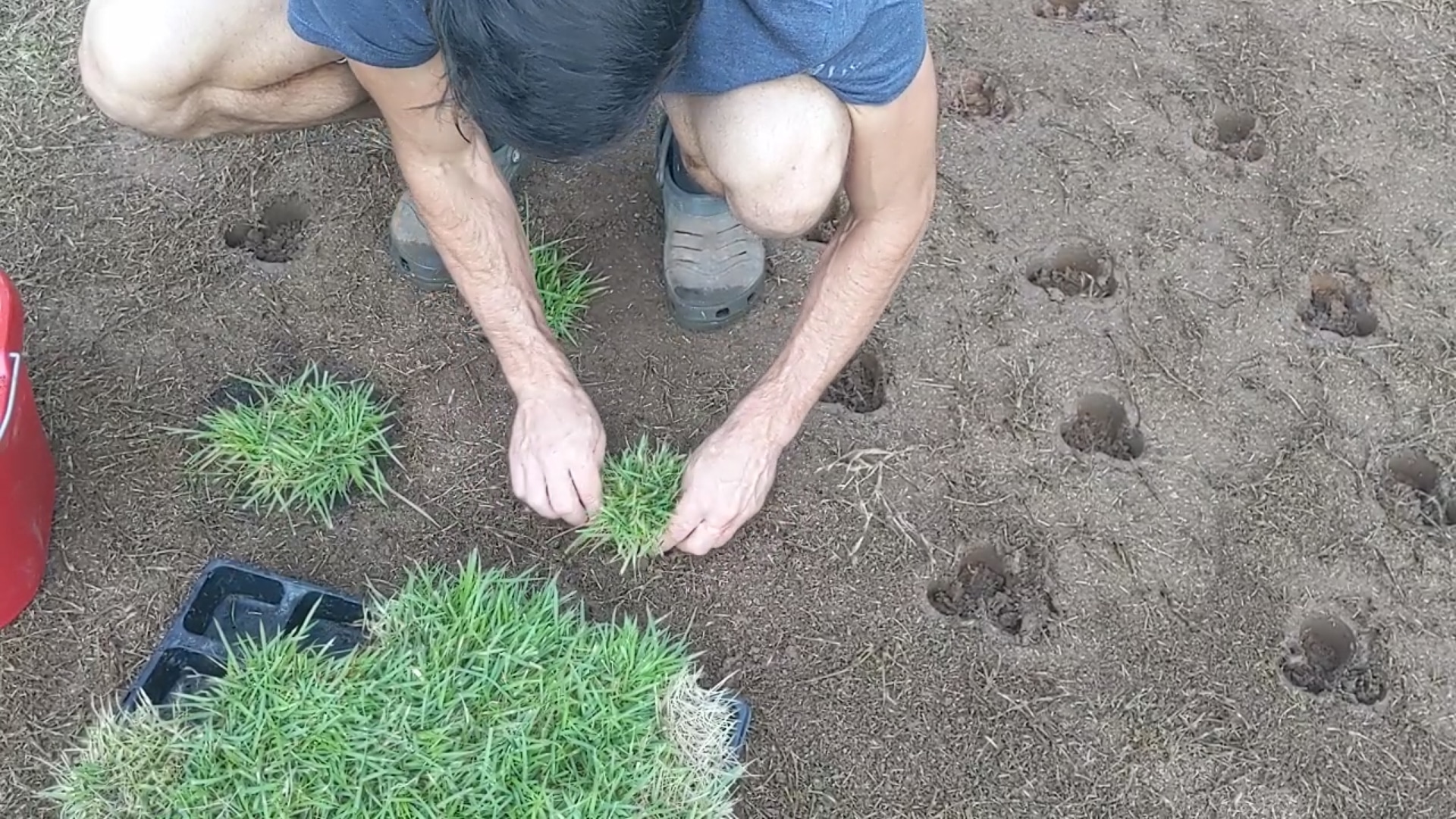 Planting Grass Plugs from Trays with the ProPlugger | ProPlugger