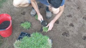 Planting Grass Plugs from Trays with the ProPlugger | ProPlugger