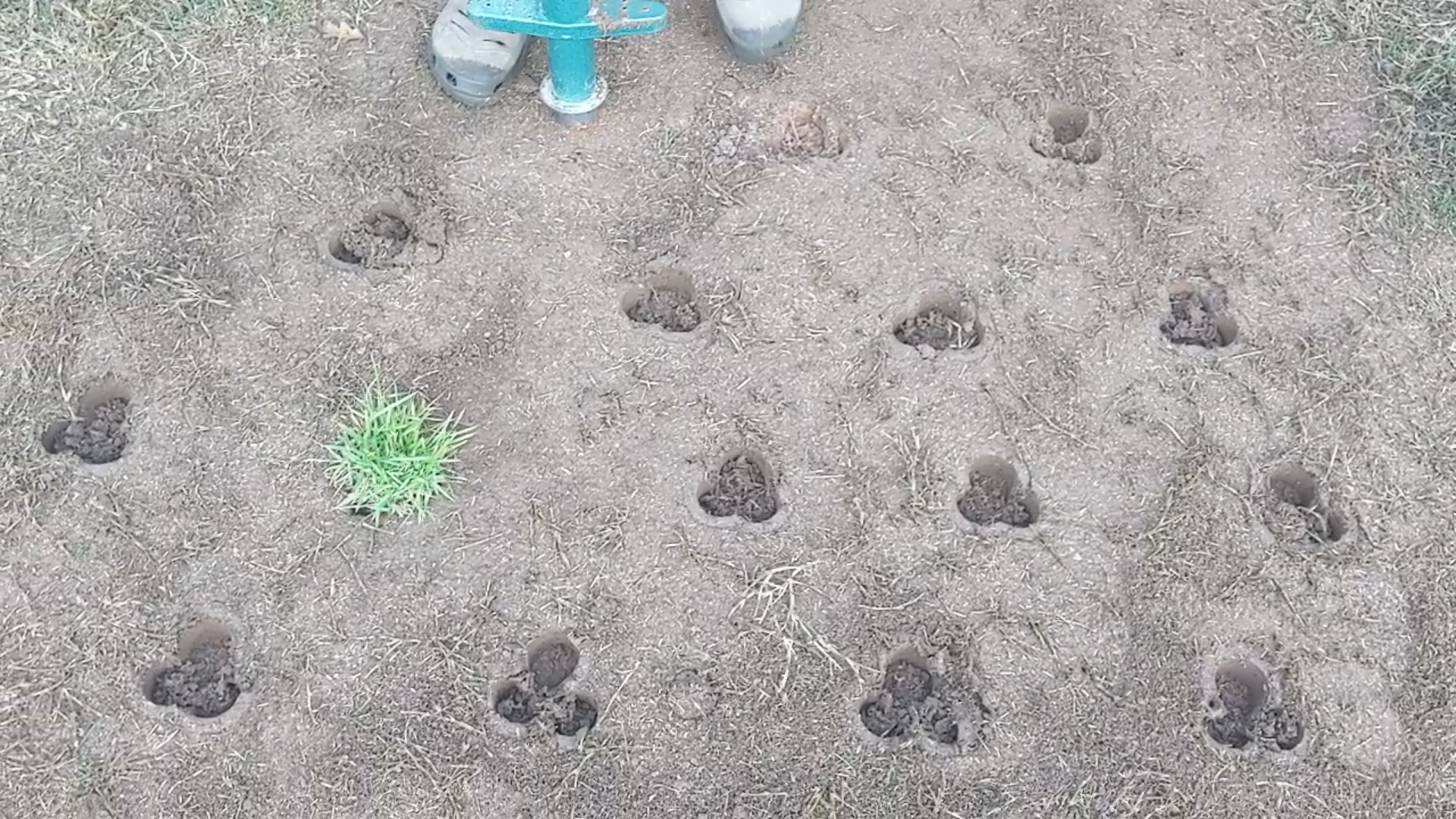 Planting Grass Plugs from Trays with the ProPlugger | ProPlugger